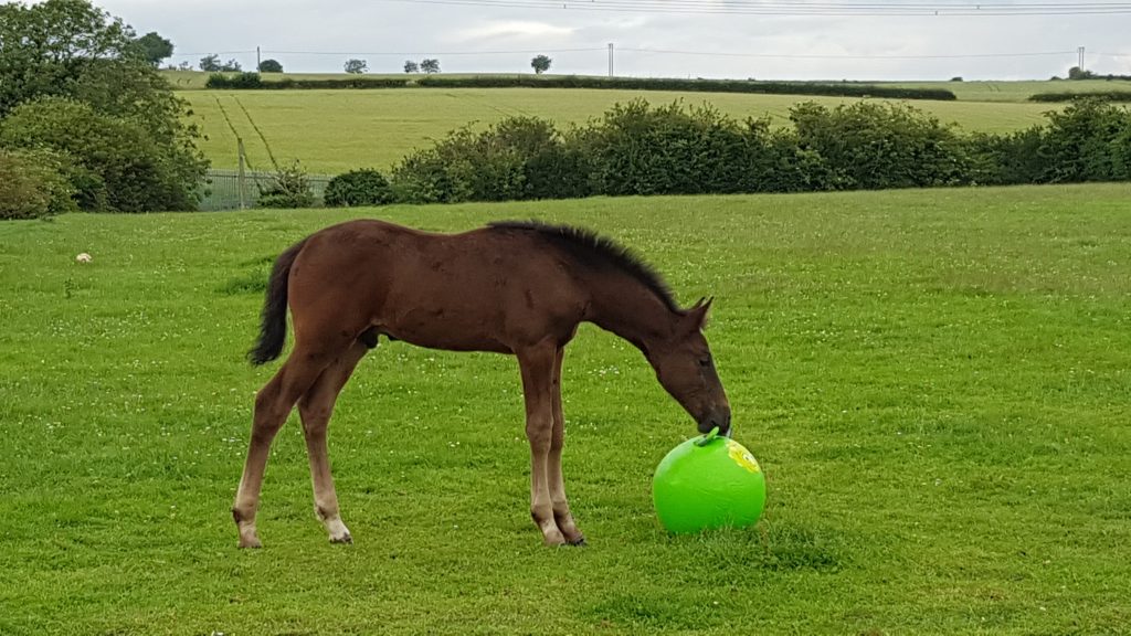 What Is Enrichment When Caring For Horses Melanie Instinctive Horse What Is Enrichment When Caring For Horses Melanie Instinctive Horse